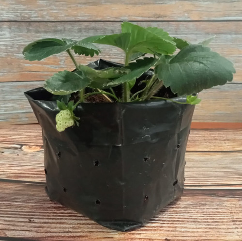 Rouge (Red) Strawberry Seedling Kit | BLOOOM