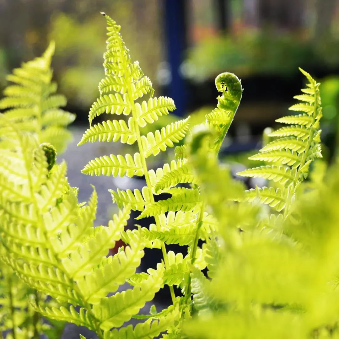 Gallery | Eden Plants