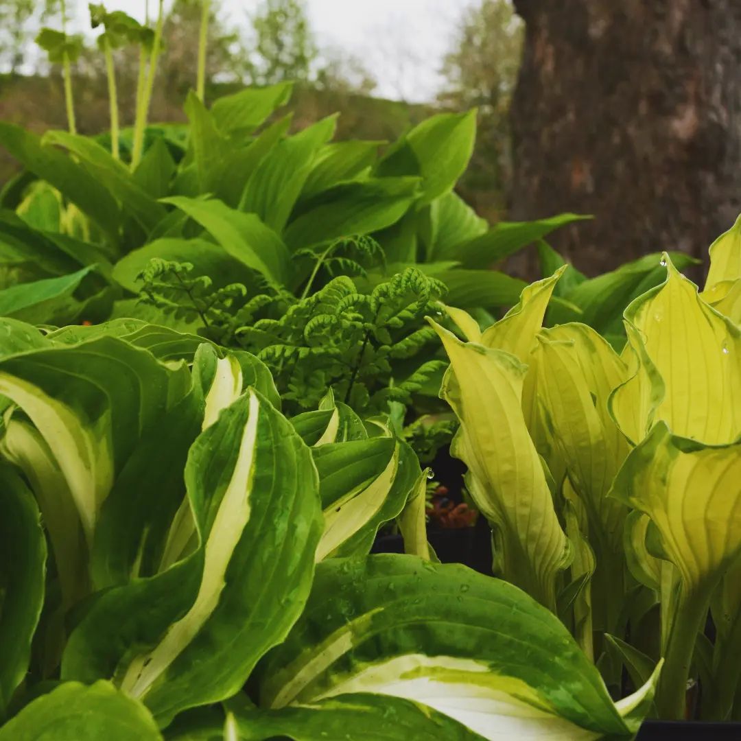 Gallery | Eden Plants