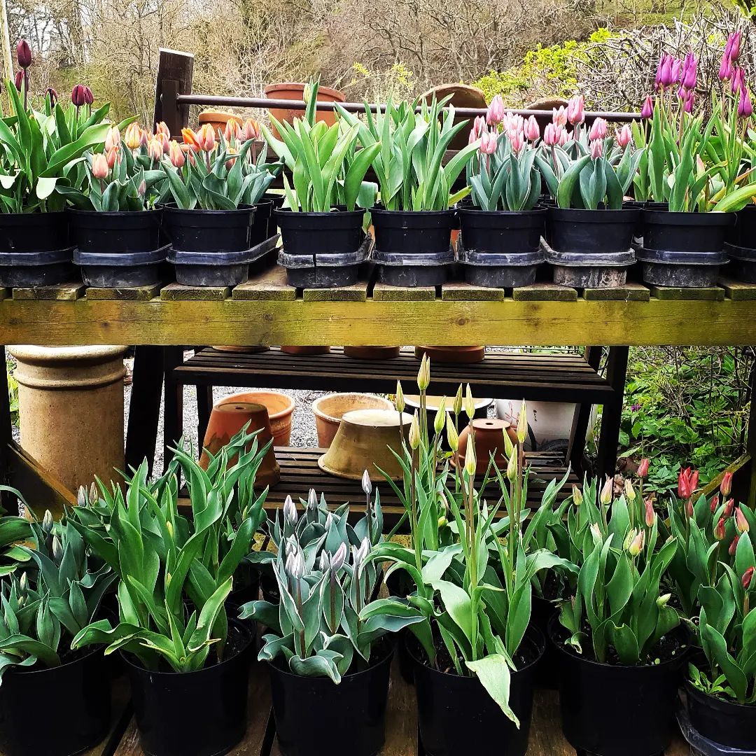Gallery | Eden Plants