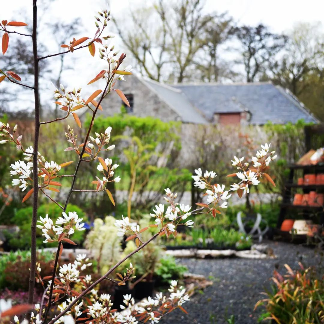 Gallery | Eden Plants