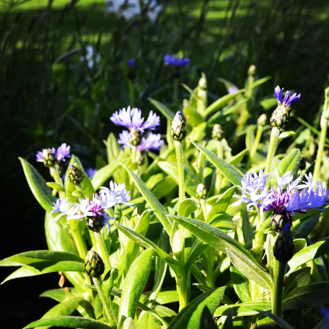 Gallery | Eden Plants