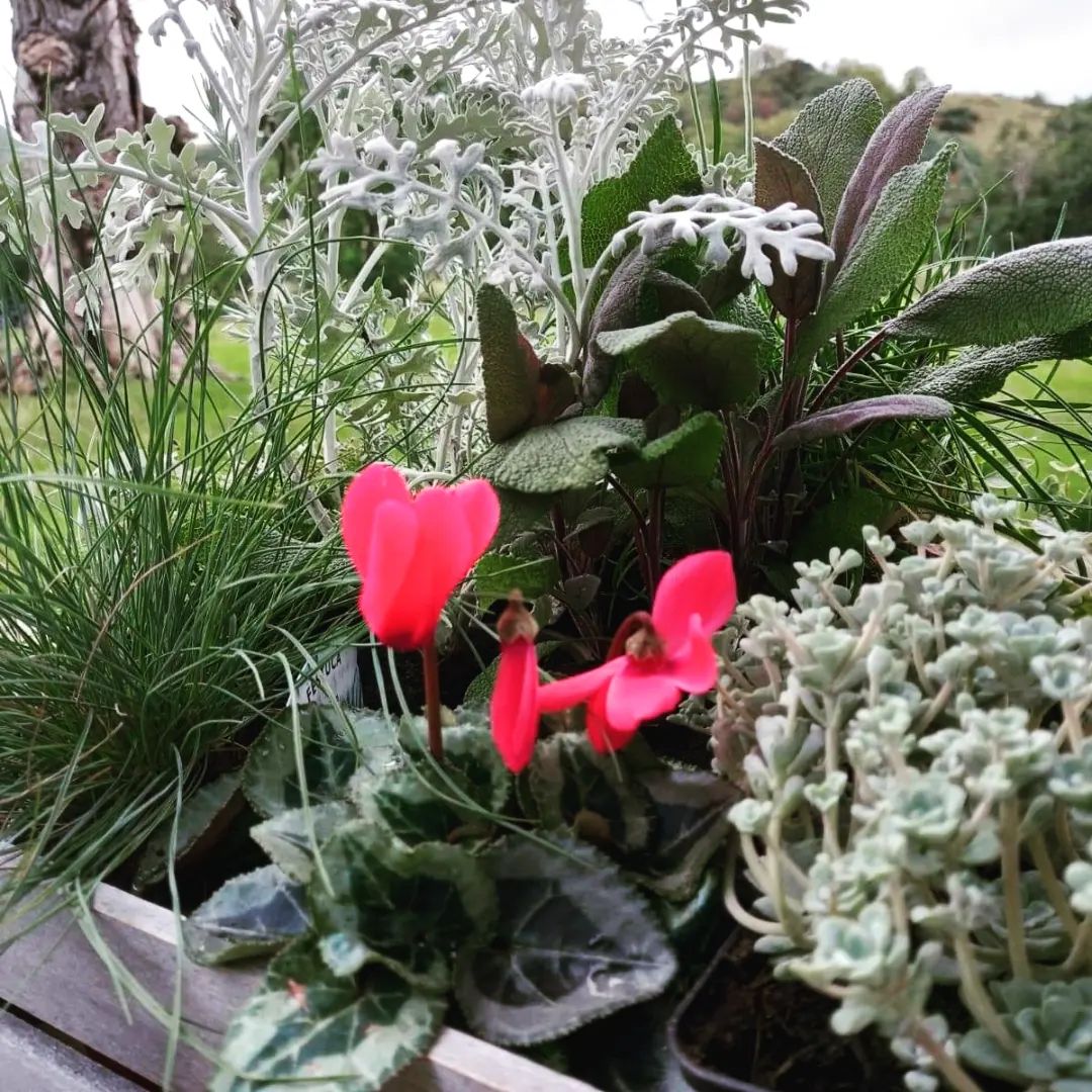 Gallery Autumn | Eden Plants