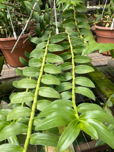 Denrobium anosmum | My Site