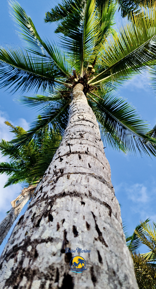 Notre majestueux cocotier