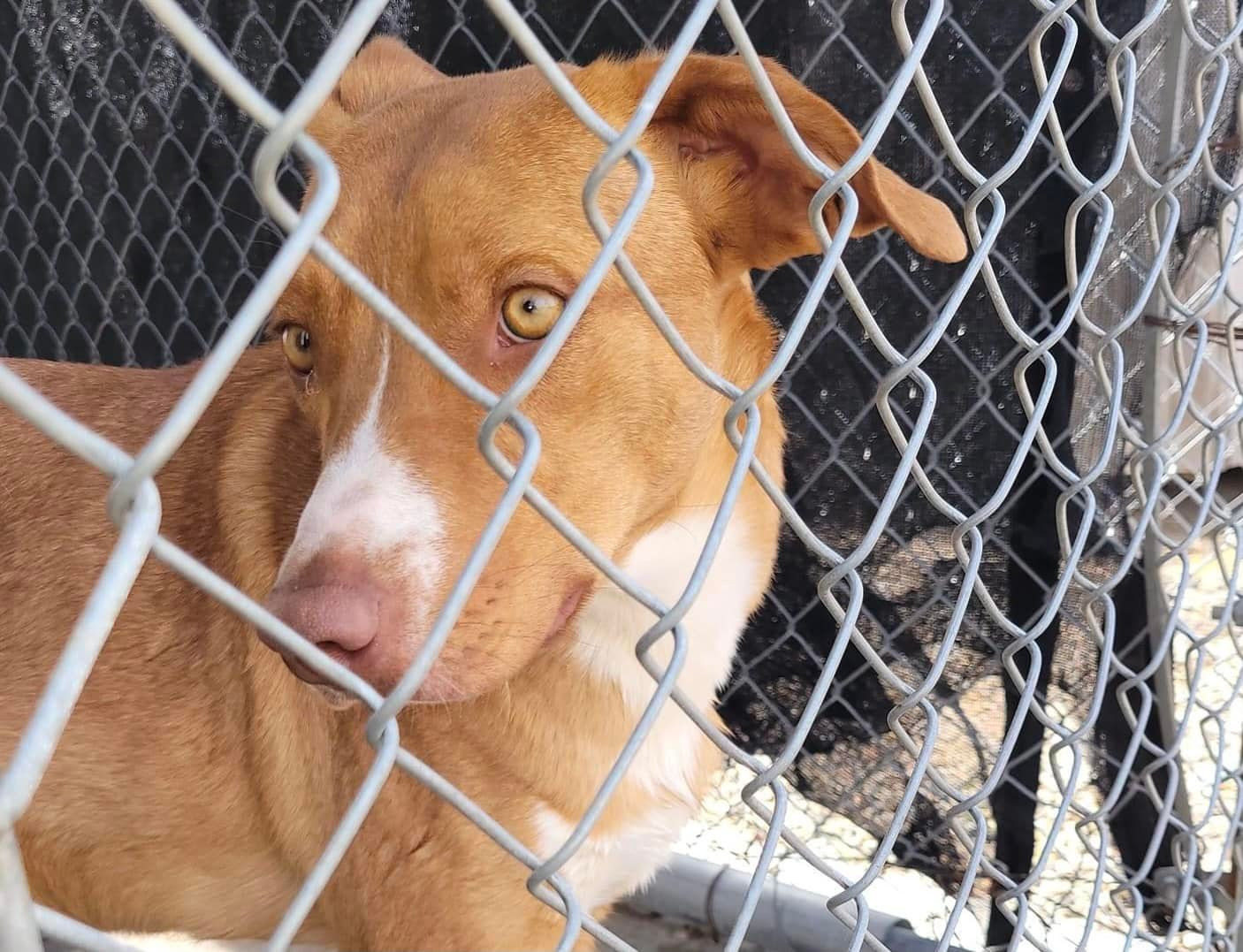 Lend a Paw (How to Help) | Pawsitive K9 Solutio