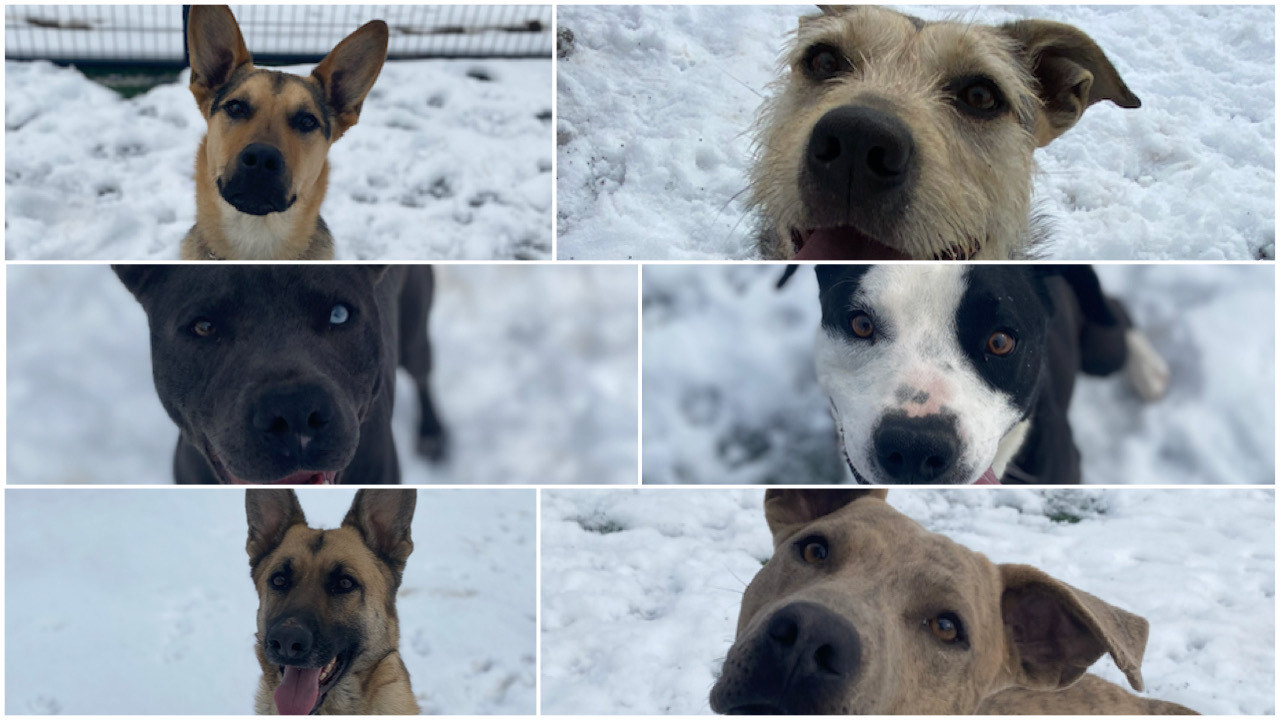 Pawsitive Pathways Rescue Program Adoptable Dogs | Pawsitive K9 Solutio