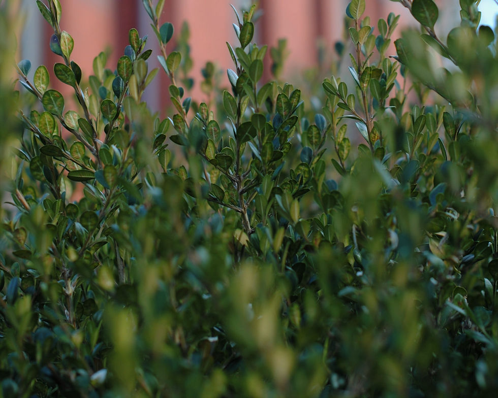Box Tree Moth in Ontario: Addressing Infestation and Exploring Alternatives