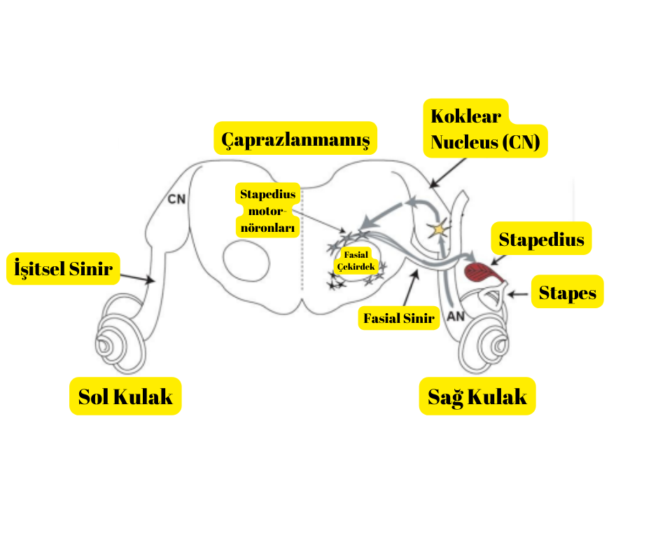 Özel Çalışma: Akustik Refleks Nedir? Test Nasıl Yapılır? Mekanizması ve ...