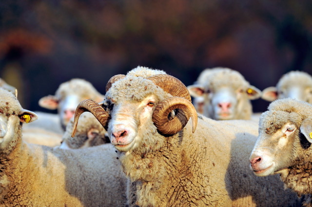 Sheep wool test, Sheep fibre testing, Wool fibre testing, Sheep fibre ...