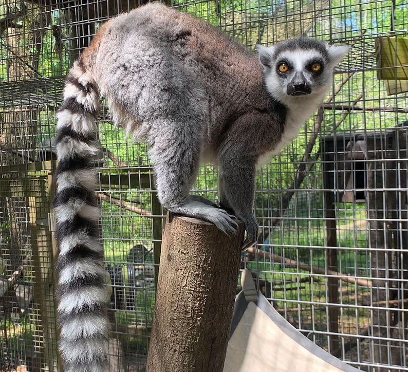 Advocate for Prosimians