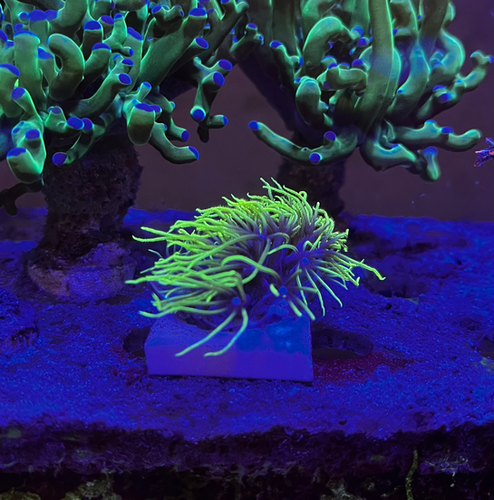 Small Green Star Polyp (GSP) | Coral Factory