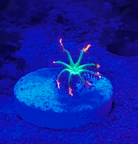 Rainbow Clove Polyp Frag | Coral Factory