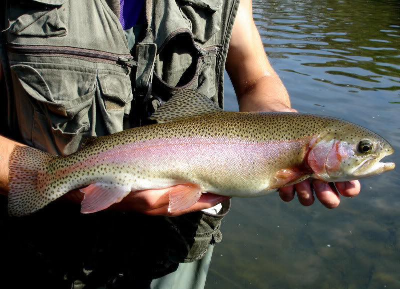 Getting started on trout fishing in the Driftless.