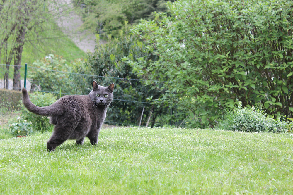 5 things you didn't know about animal physiotherapy