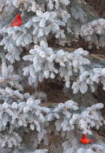 CARDINALS IN TREE | My Site 2
