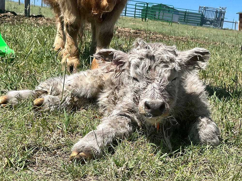 calving dystocia resources