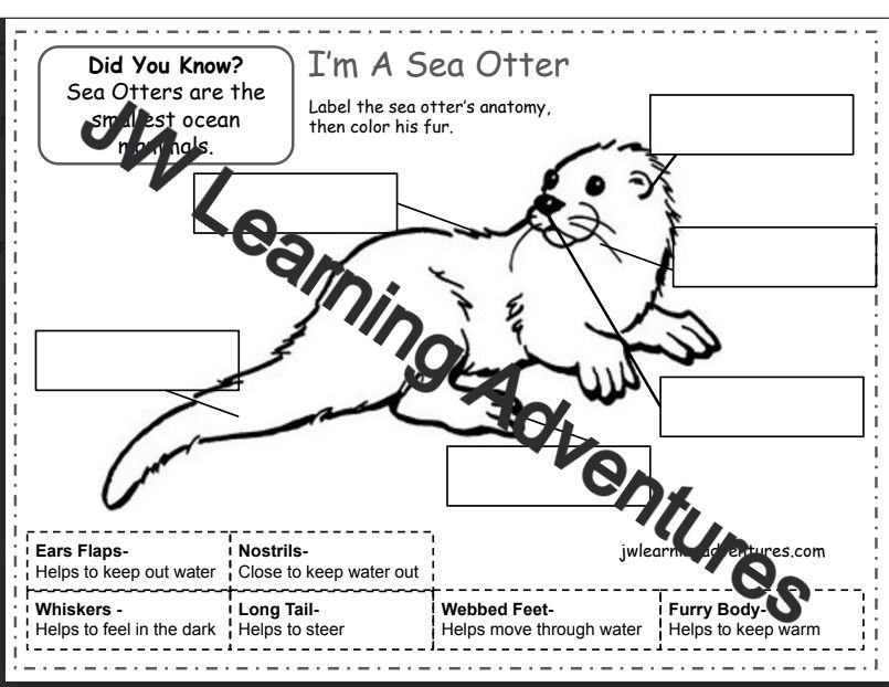 Sea Otter Activity Sheets | JWLearningAdventures