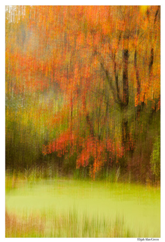 "Stippled Maple" | Pleasant Bay Gallery