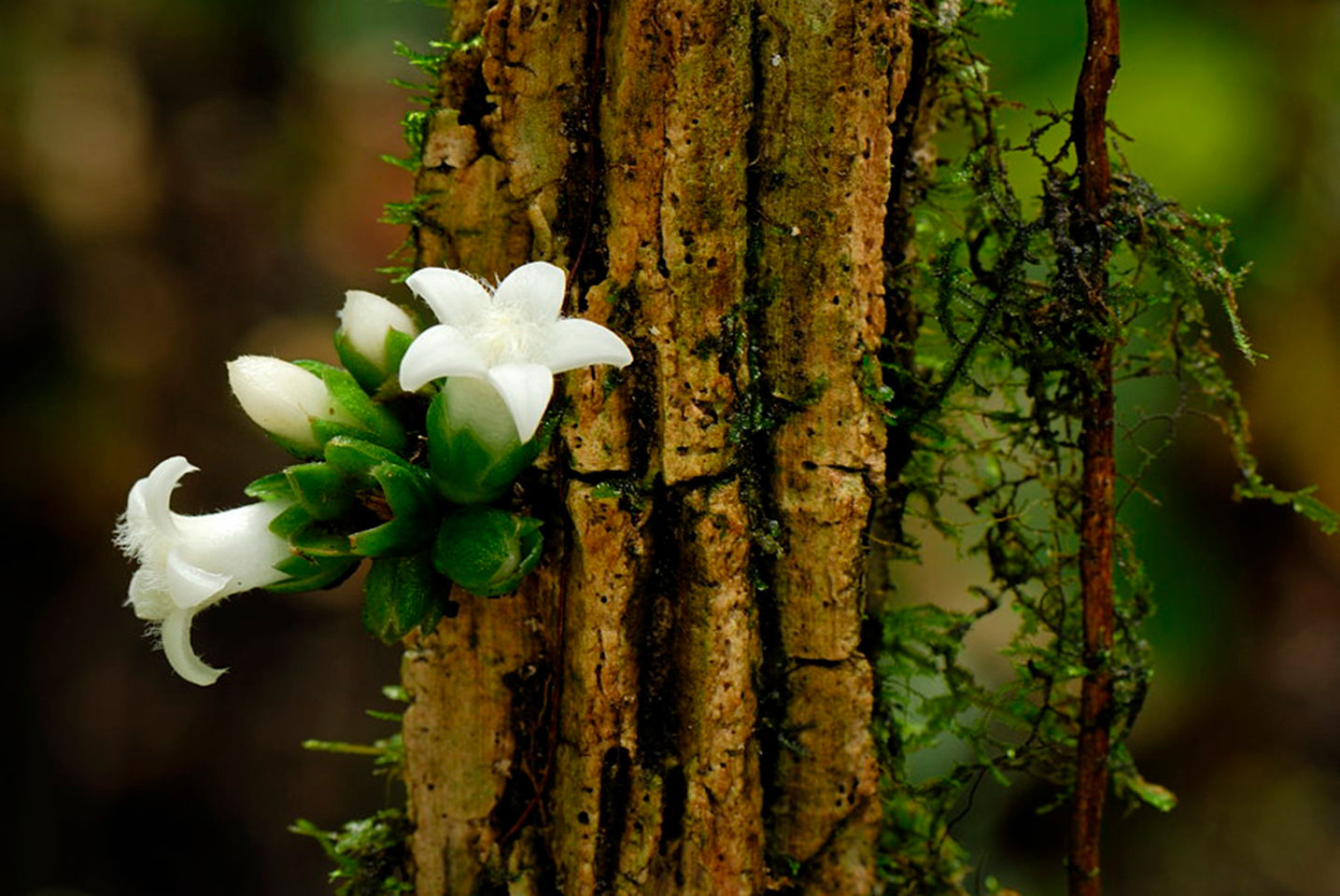 Thomas Marent: Fotos | Regenwaldgeschichten