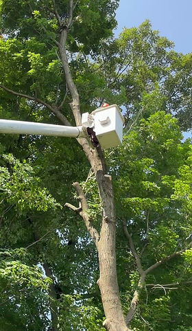 oak tree forestry services ltd