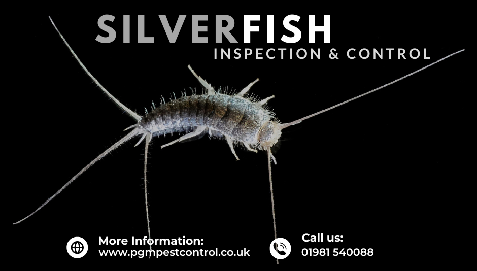 Have you seen Silverfish in your Business or Property?