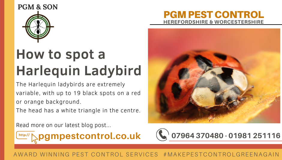 How to spot a Harlequin ladybird infestation?