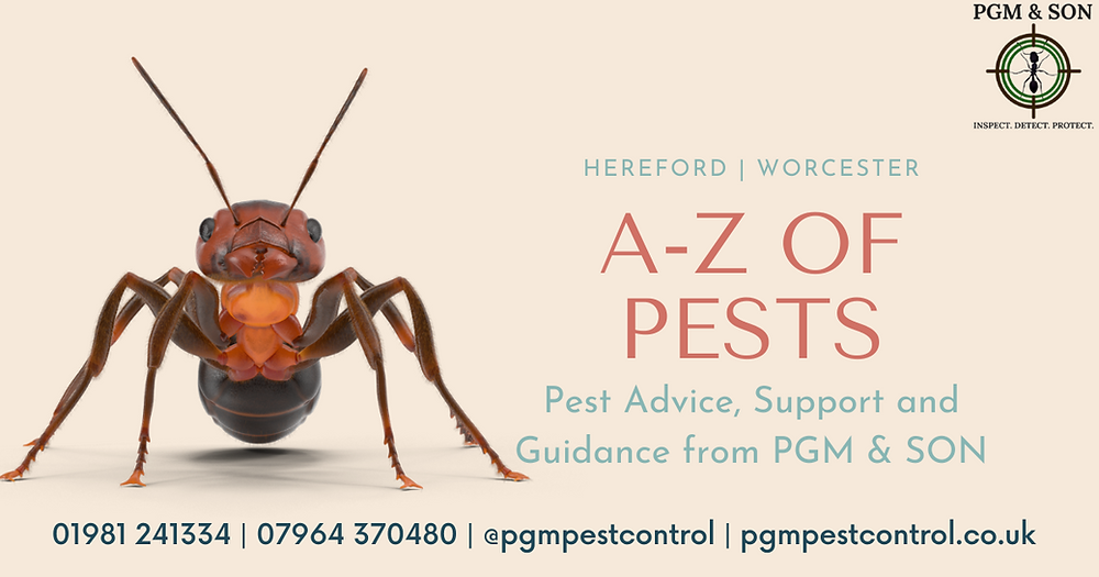 A-Z of Pests Guide, Pest Advice, Support and Guidance from PGM & SON ...