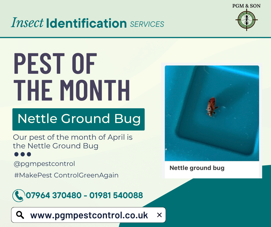 Pest of the month