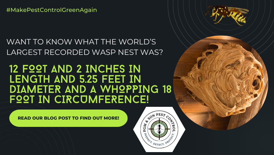 Wasp World Records – Part 1