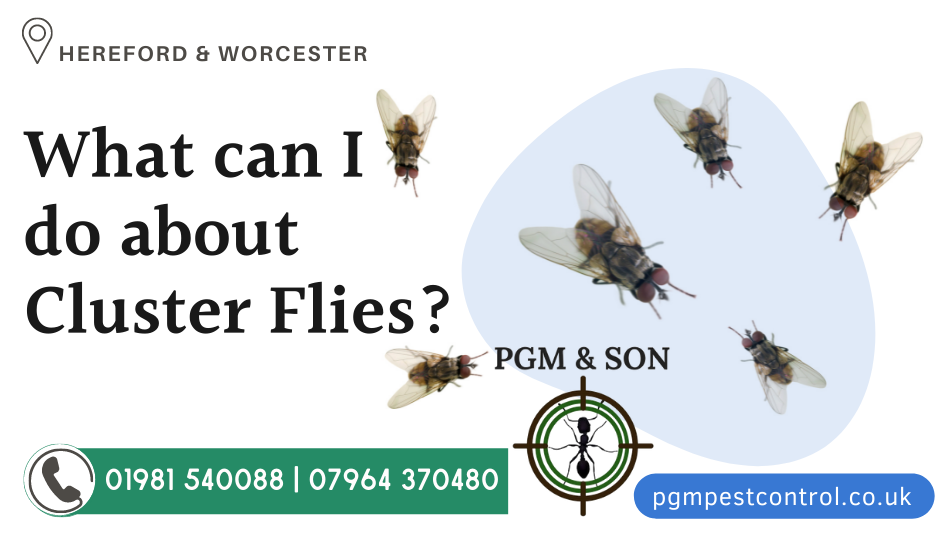 What can I do about Cluster Flies? Practical Tips and Solutions for ...