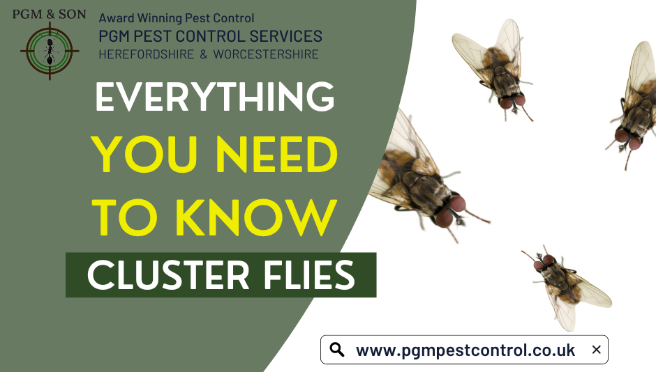 Everything You Need to Know About Cluster Flies!