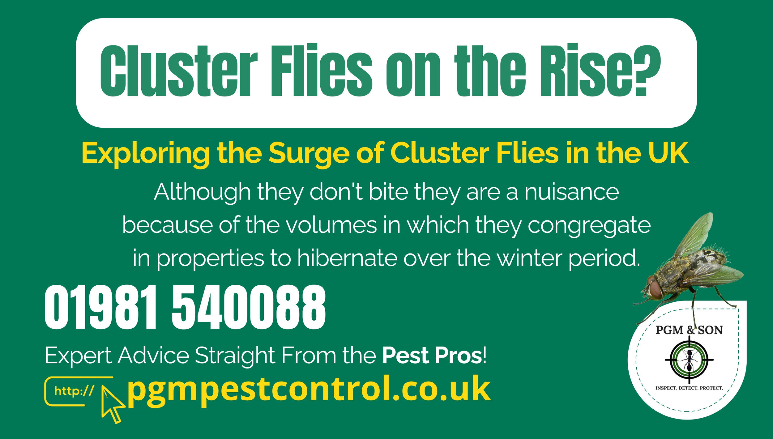 Cluster Flies on the Rise? Exploring the Surge of Cluster Flies in the UK