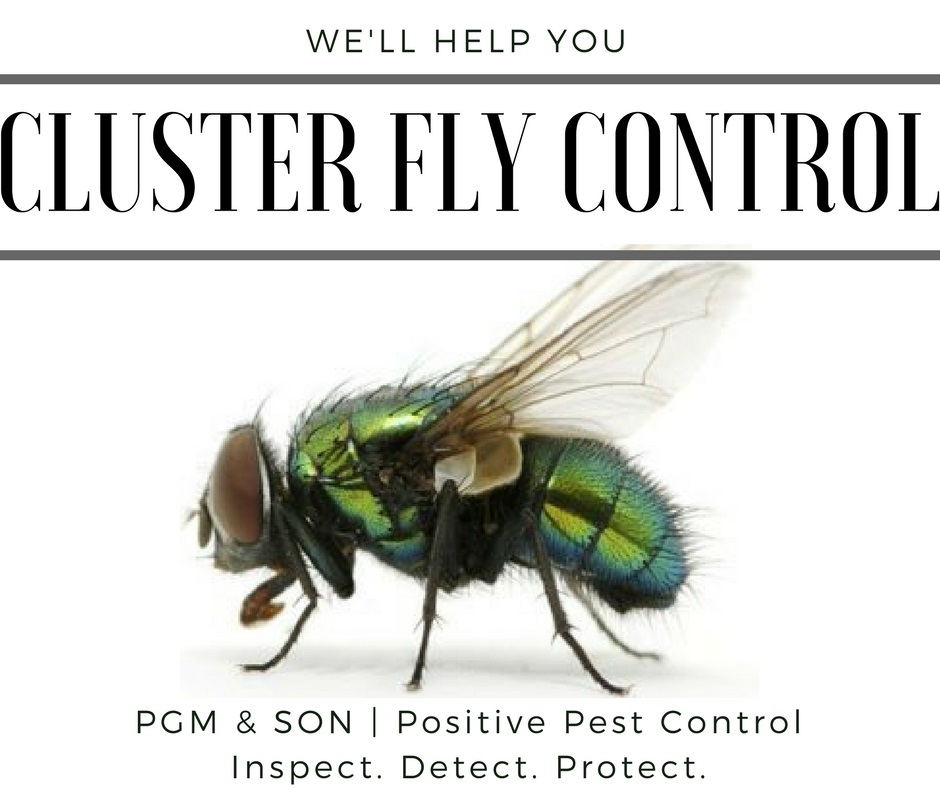 Cluster Flies on the Rise?