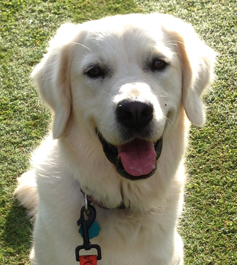 English Cream Golden Retrievers Southland Goldens