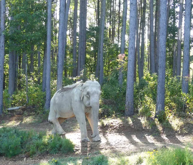 The Elephant Sanctuary: Three Decades of Providing a Safe Haven for ...