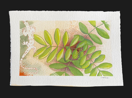 Cassia | Goanna Design