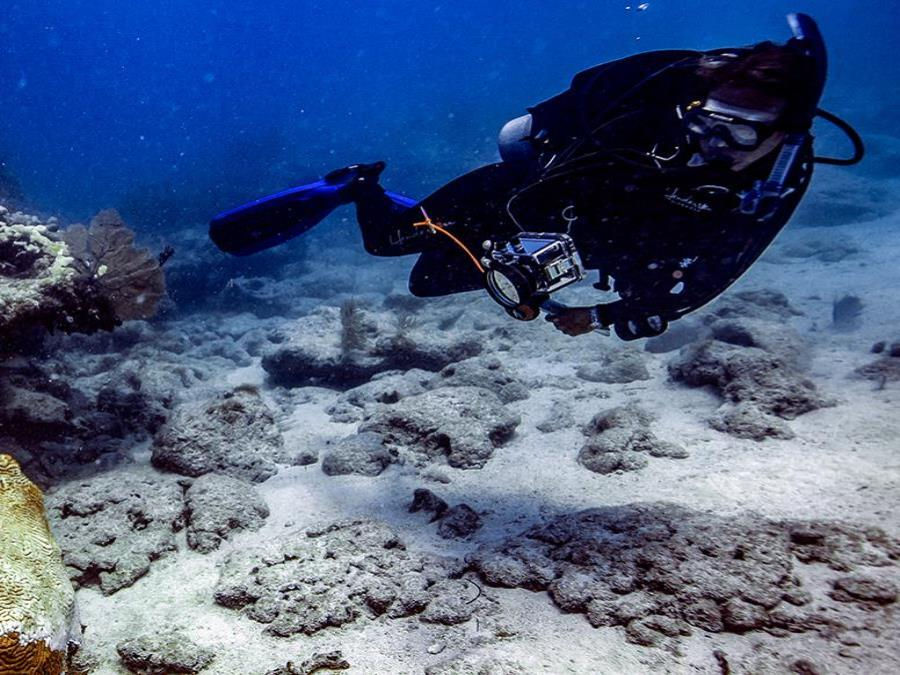 Una nueva amenaza sobre los arrecifes de coral en Puerto Rico