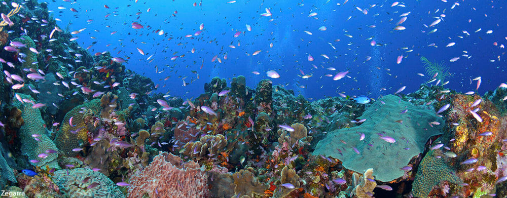 Puerto Rico recibe $1.6 millones para restaurar los arrecifes de coral ...