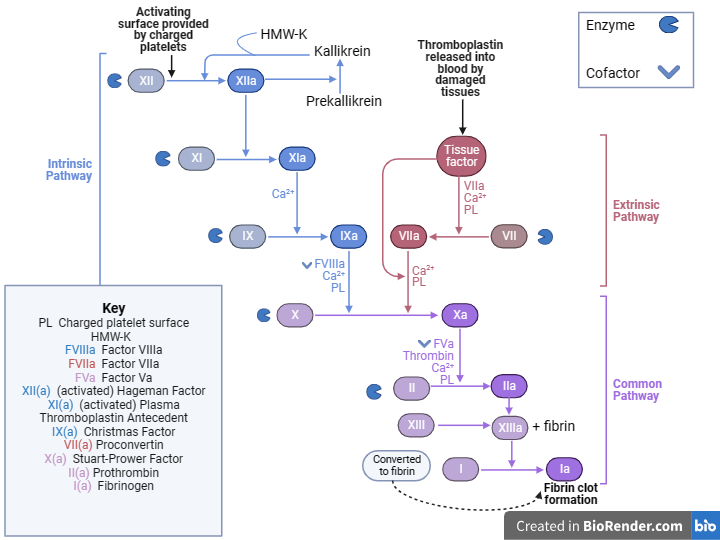 How Platelets Can Change Our Approach to Healthcare