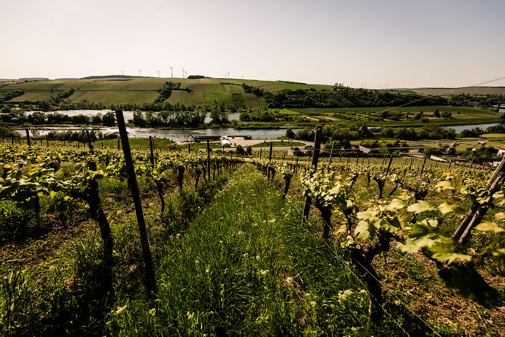 Wein kaufen in Fürth | Feurer's Vinothek | Das Sotiment