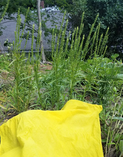 Weld Seeds | Berkley Sierra