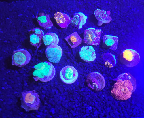 Assorted Mushroom Frag | Tommy's Phyto