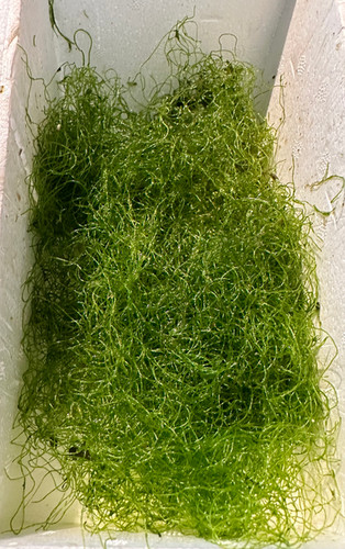 Tommy's Clean Chaeto | Tommy's Phyto