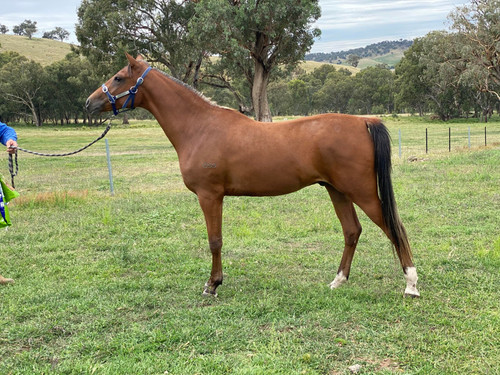OSO MAESTRO | OSO ARABIANS