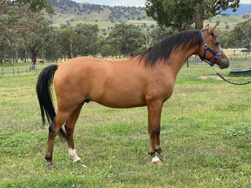 OSO CONNOISSEUR | OSO ARABIANS