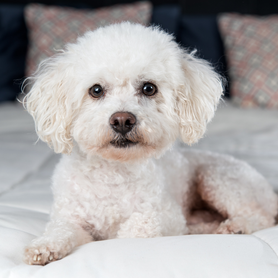 Meet Our New VIP (Very Important Pup)