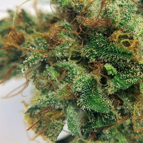 Order Night Shade weed online | Buy weed online | Mail order marijuana ...