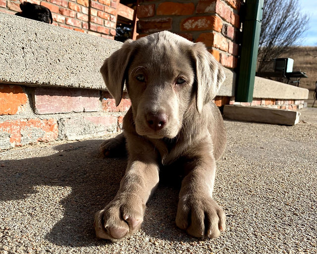 grey lab pups