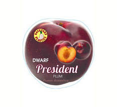 Dwarf President
